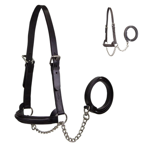 Raised Padded Leather Cattle Show Halter with Chain Lead – Derby Originals