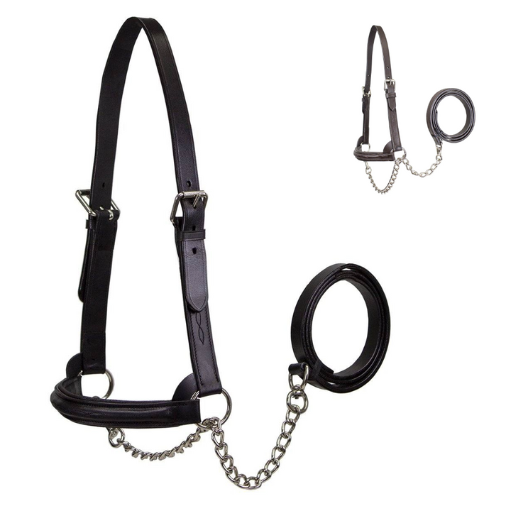 Raised Padded Leather Cattle Show Halter with Chain Lead – Derby Originals