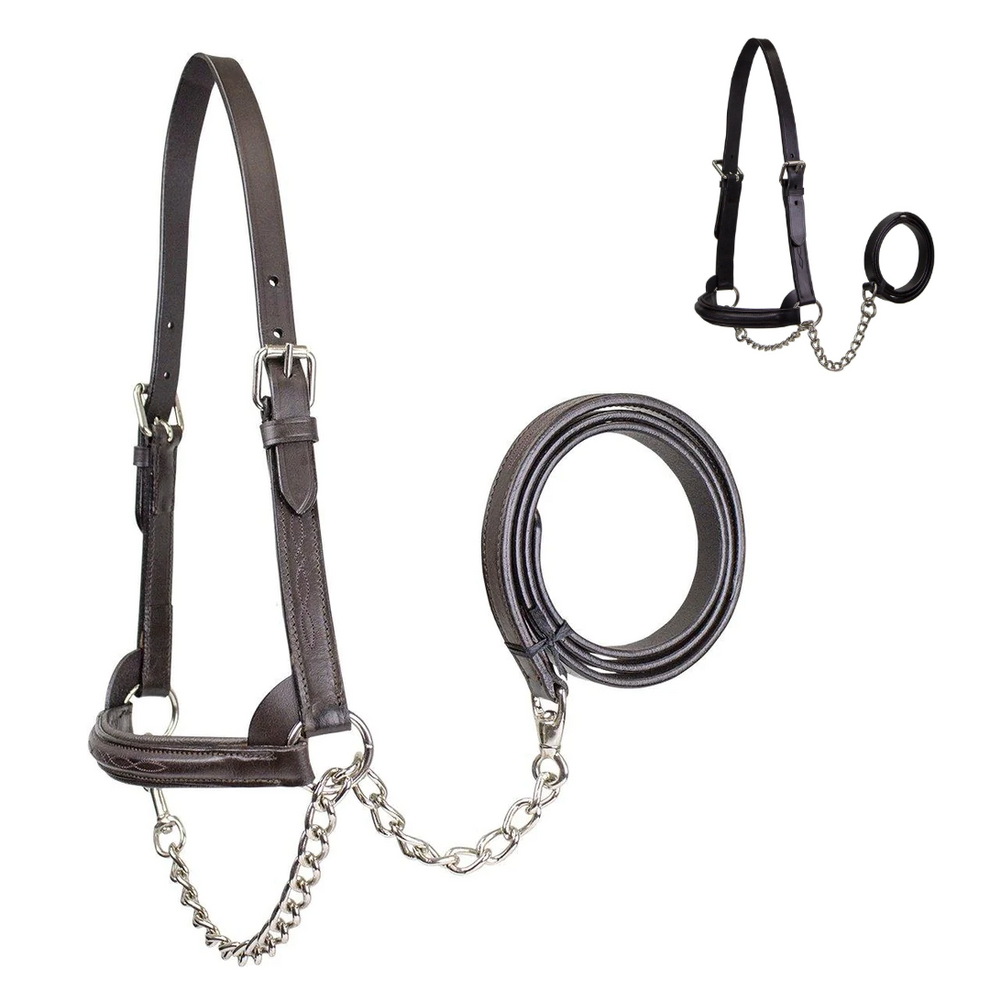 Raised Padded Leather Cattle Show Halter with Chain Lead – Derby Originals