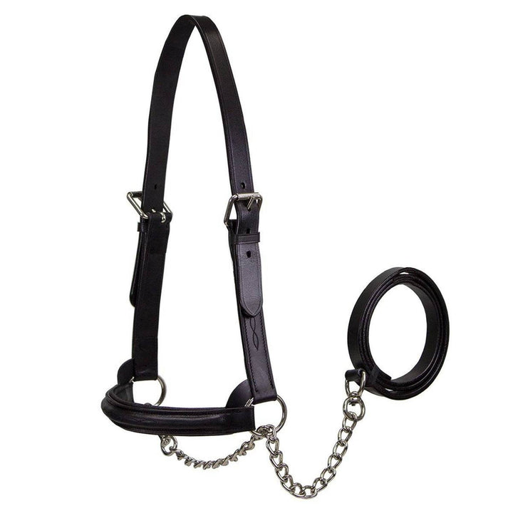 Raised Padded Leather Cattle Show Halter with Chain Lead – Derby Originals