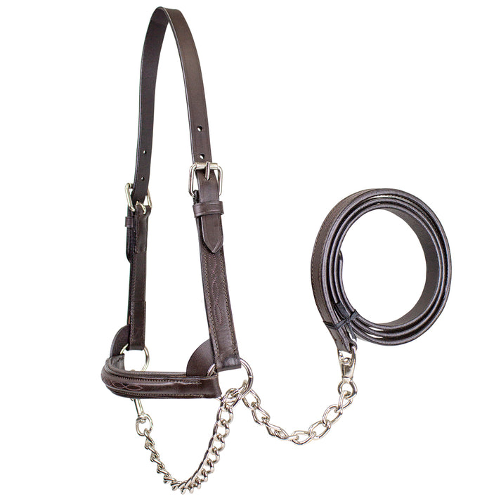 Raised Padded Leather Cattle Show Halter with Chain Lead – Derby Originals