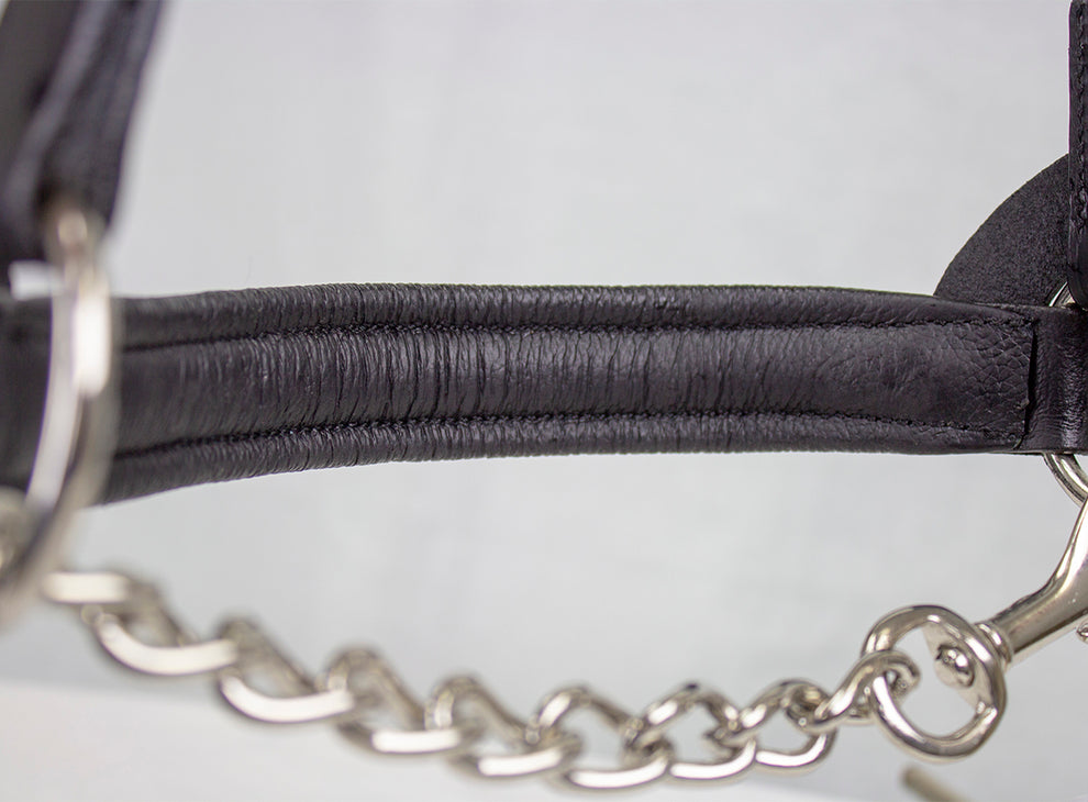 Raised Padded Leather Cattle Show Halter with Chain Lead – Derby Originals