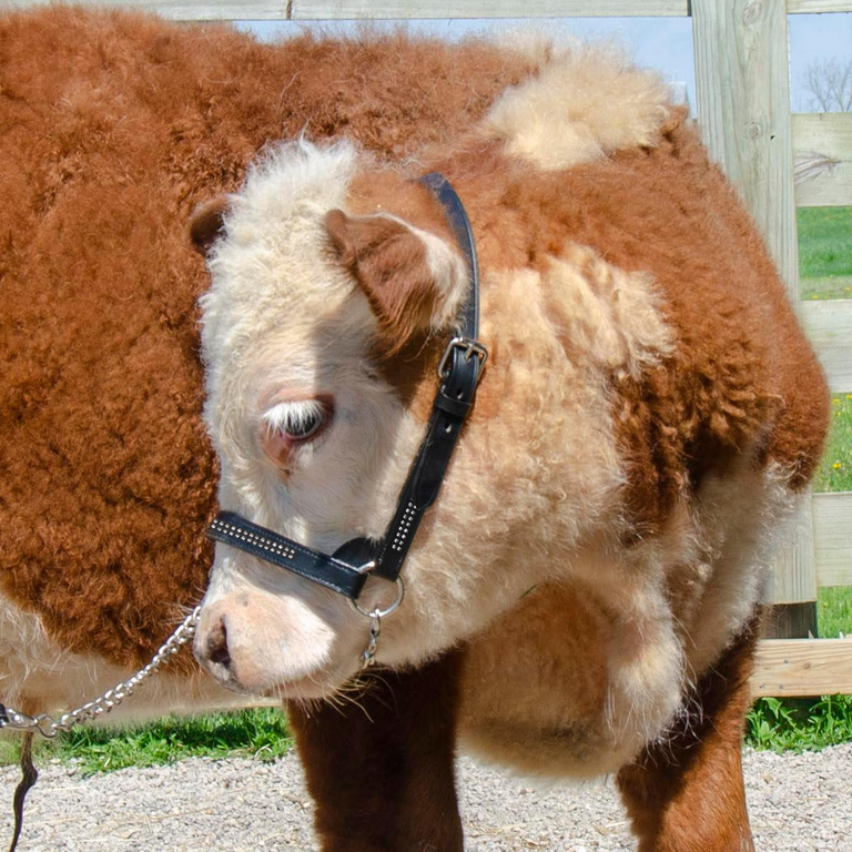 New & Improved Crystal Bling Flat Leather Cattle Show Halter with Chain ...